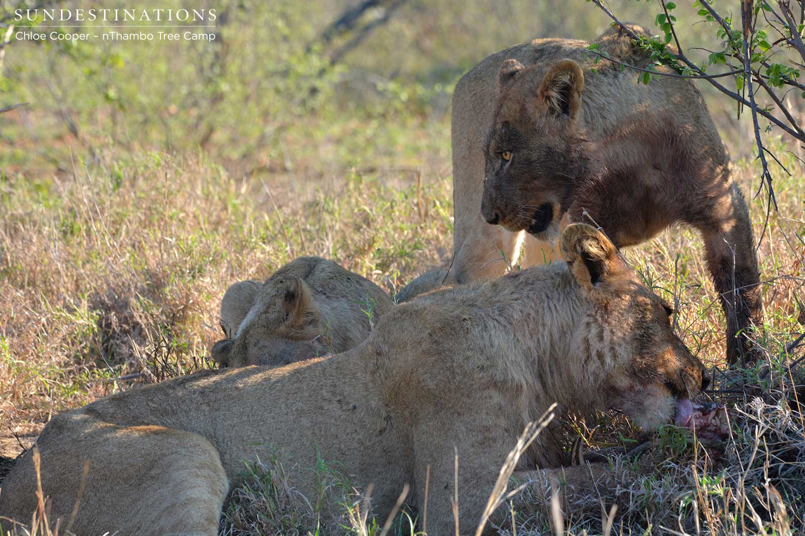 The Ross Pride lions share a warthog - Authentic Safari Camps in Kruger ...