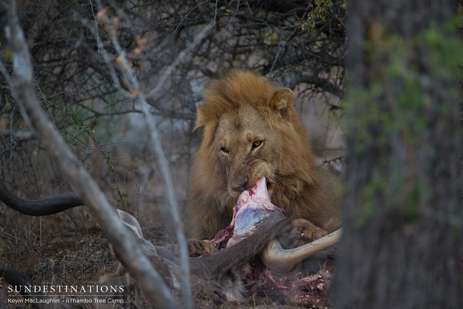 Mapoza Males & Breakaway Lionesses on Kudu Kill - Authentic Safari ...