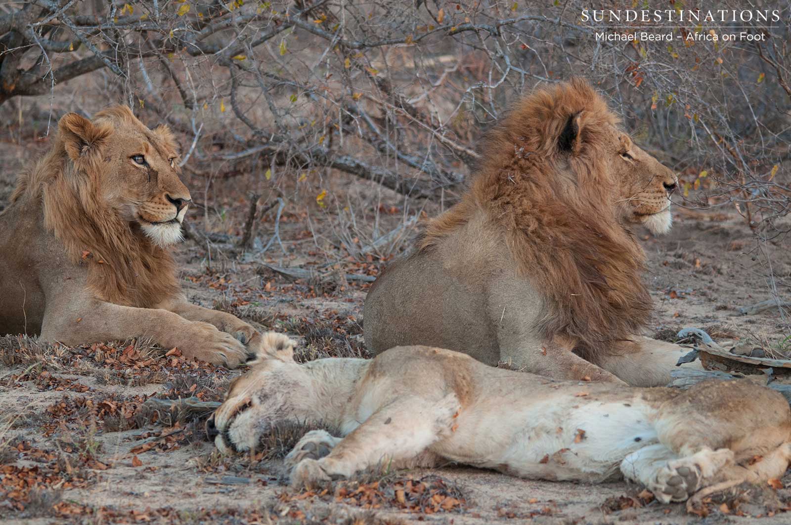 Rare Photos of Both Mapoza Male Lions - Authentic Safari Camps in ...